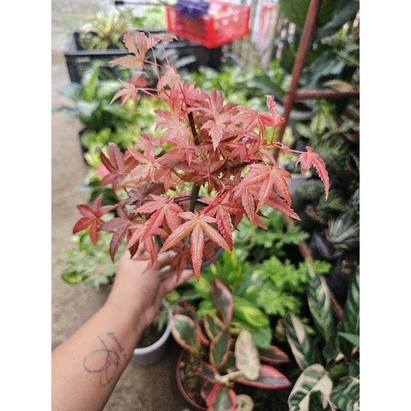 Japanese Maple Tree | Shopee Philippines