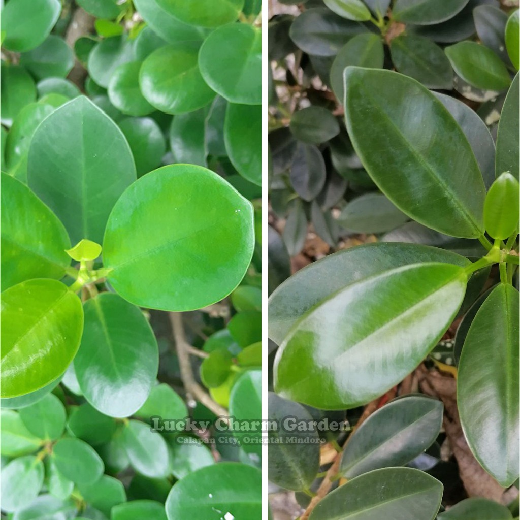 Ficus microcarpa (nana) or Money Plant in polybag | Shopee Philippines