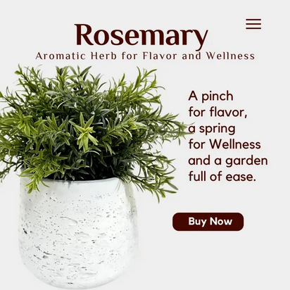 [100 Pesos] ROSEMARY PLANT - Free white pebbles (Herb Plant, Live Plant ...