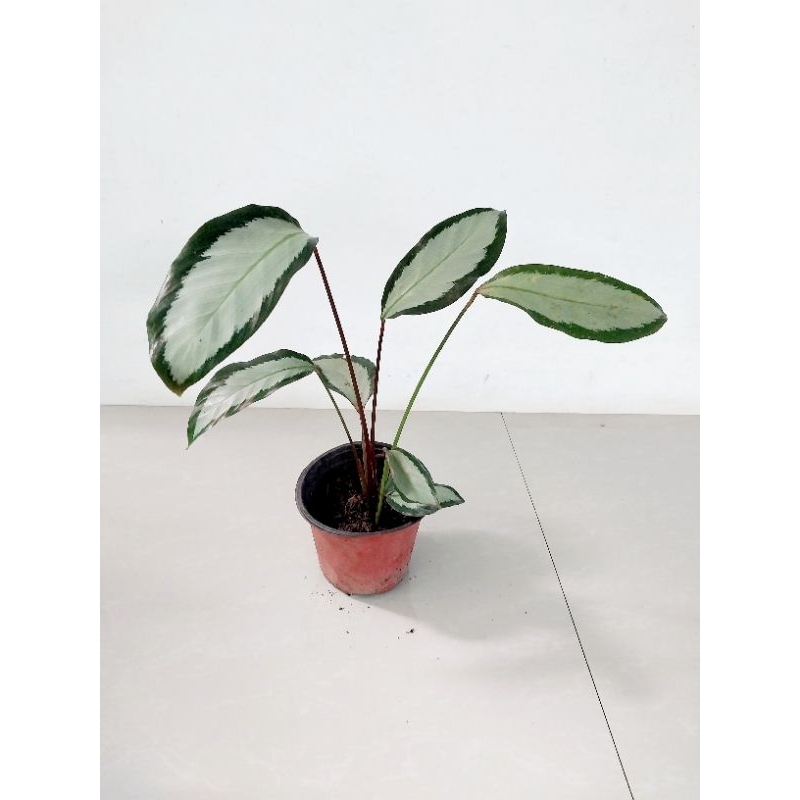 Calathea picturata / Goeppertia picturata Argentea | Shopee Philippines