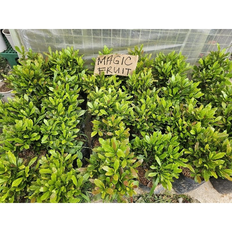 MAGIC FRUIT/MIRACLE FRUIT (SYNSEPALUM DULCIFICUM) | Shopee Philippines