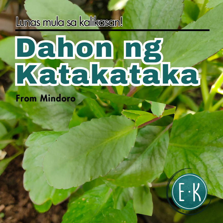 Dahon ng Katakataka (Miracle Plant leaves) | Shopee Philippines