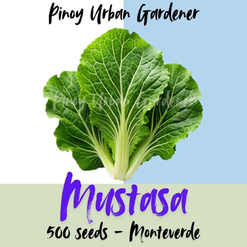 MUSTASA SEEDS - 500 Seeds | Shopee Philippines