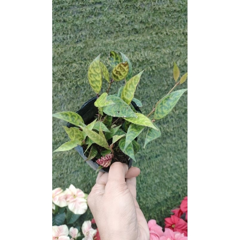 Hoya Tiger actual photos (Live plant) | Shopee Philippines