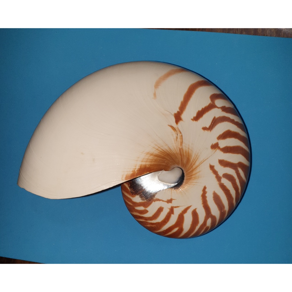 Seashell for collection. CHAMBERED NAUTILUS. | Shopee Philippines