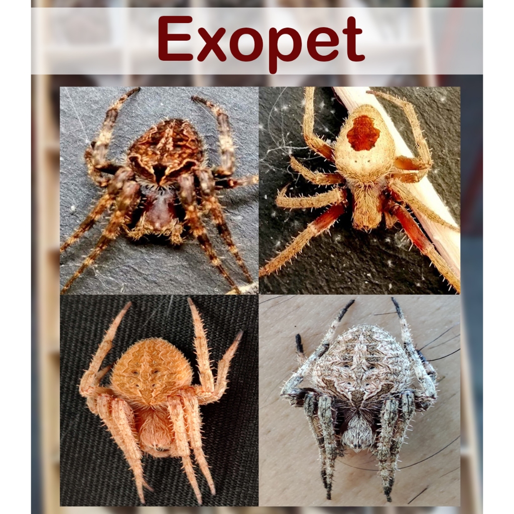 Gagamba Derby Spydrs ( All Size Available ) | Shopee Philippines