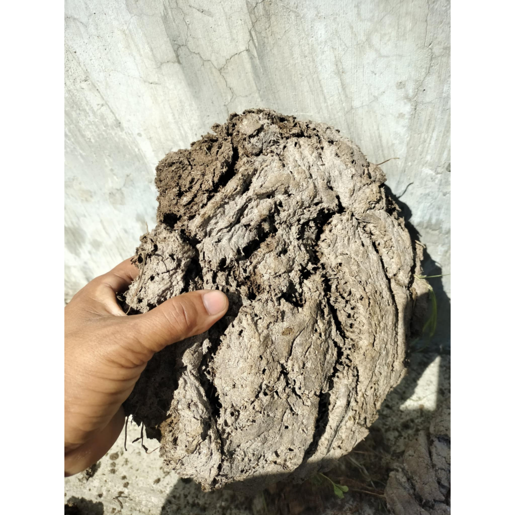cow dung in cake shape dried | Shopee Philippines