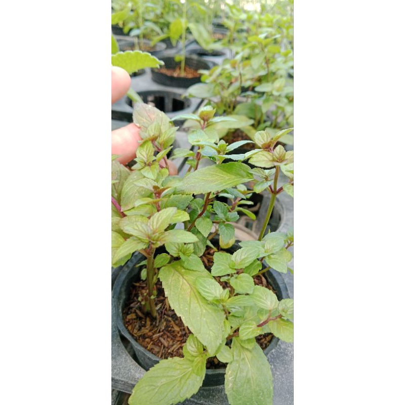 CHOCO MINT HERB PLANTS | Shopee Philippines