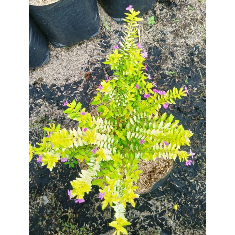 Golden Kopeya with white flowers (Live Plants) | Shopee Philippines