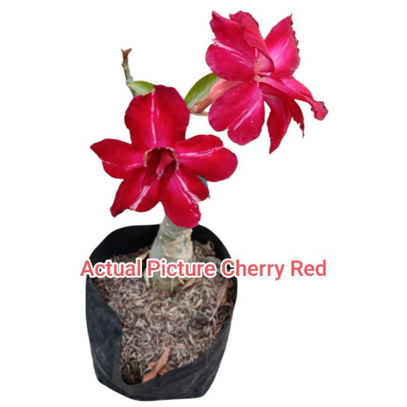 Grafted Adenium Double/Triple Petals | Shopee Philippines