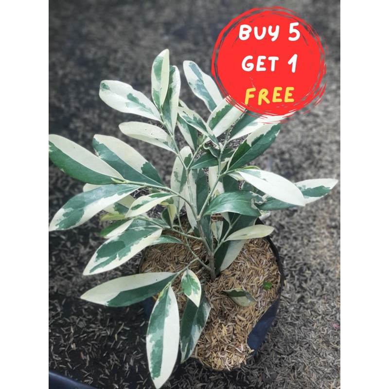 Matdo Live Plant Well Stable and Affordable (Buy 5 Get 1 Free) | Shopee ...