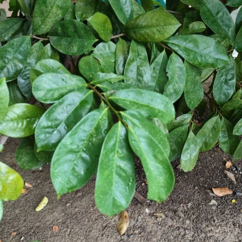 DAHON NG GUYABANO FRESH GUYABANO LEAVES 50PCS. FARMER'S CHOICE | Shopee ...