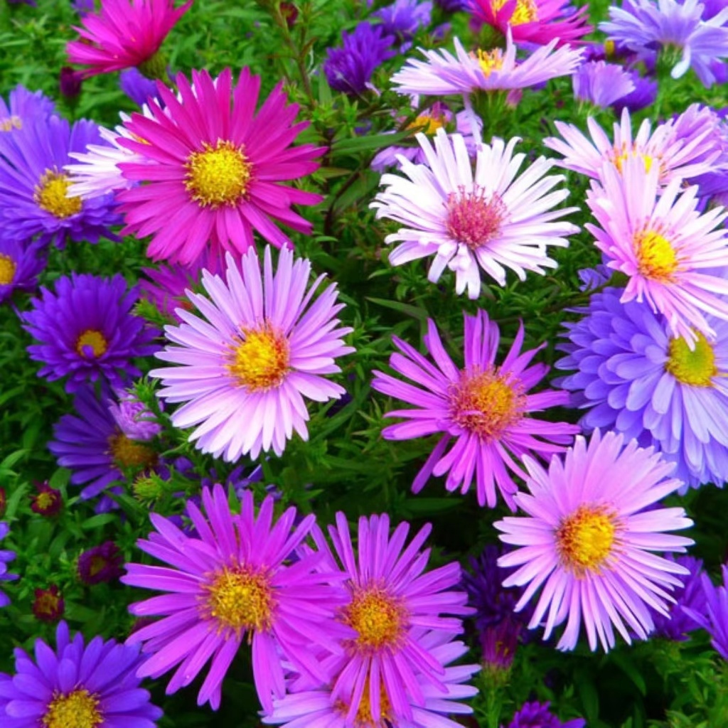 1000seed/pack Aster flower seeds | aster purple | purple coneflower ...