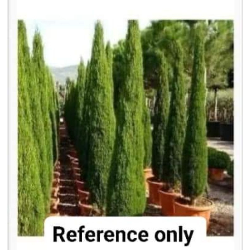 ITALIAN CYPRESS PINE TREE - outdoor plants live plants | Shopee Philippines