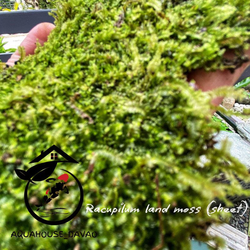 Racupilum land moss for terrarium paludarium bonsai | Shopee Philippines