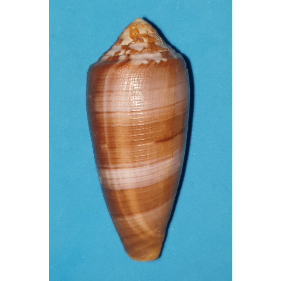 AUGER CONE. Brown. Full Data. | Shopee Philippines