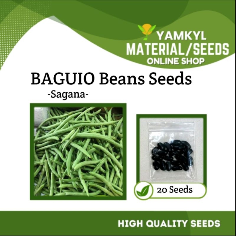 BAGUIO BEANS Seeds ( Sagana)Variety-high quality vegetable seeds ...