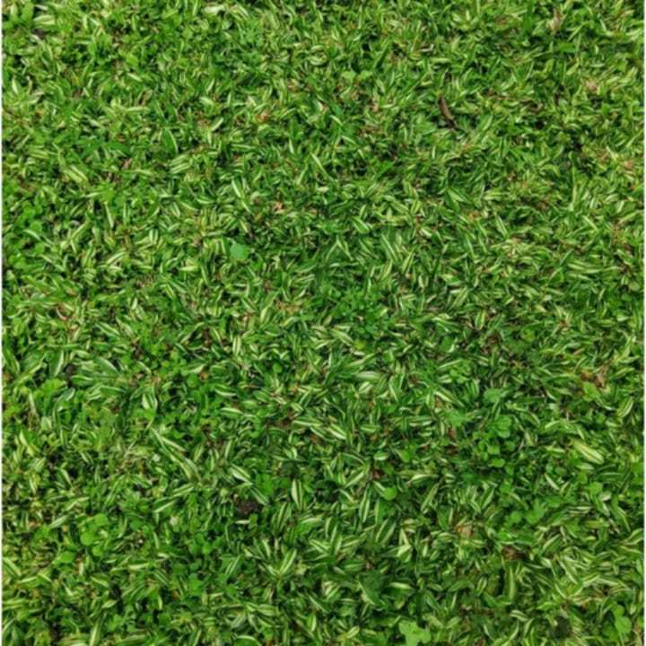 NEW Variegated/Green Frog Grass | Shopee Philippines