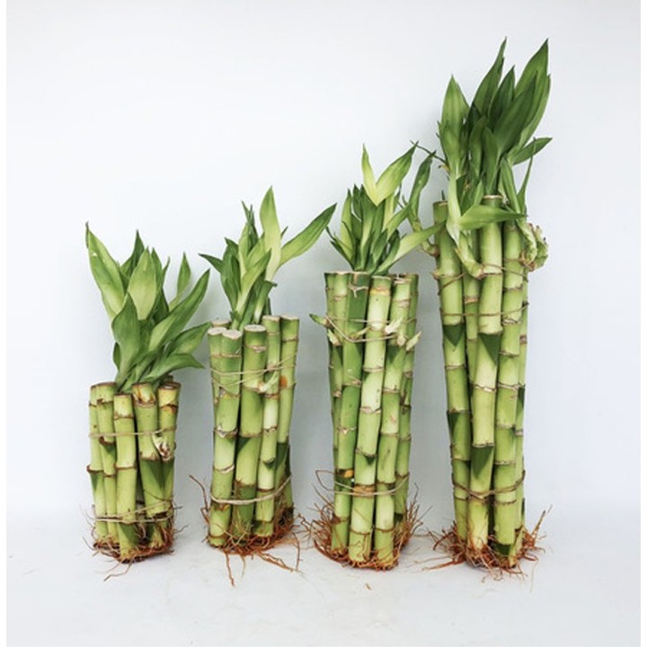 Lucky Bamboo Uprooted for Garden Decoration | Shopee Philippines
