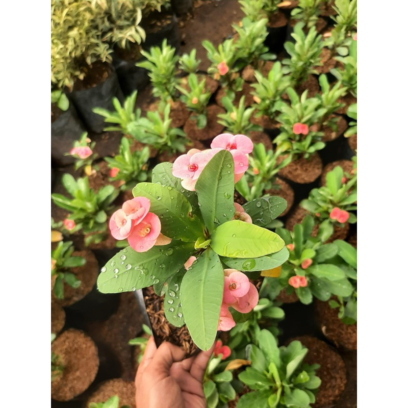 Milii Euphorbia Crown of Thorns Dwarf Plant | Shopee Philippines