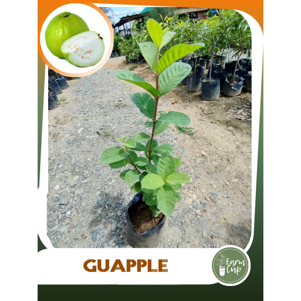 GUAPPLE SEEDLINGS., | Shopee Philippines