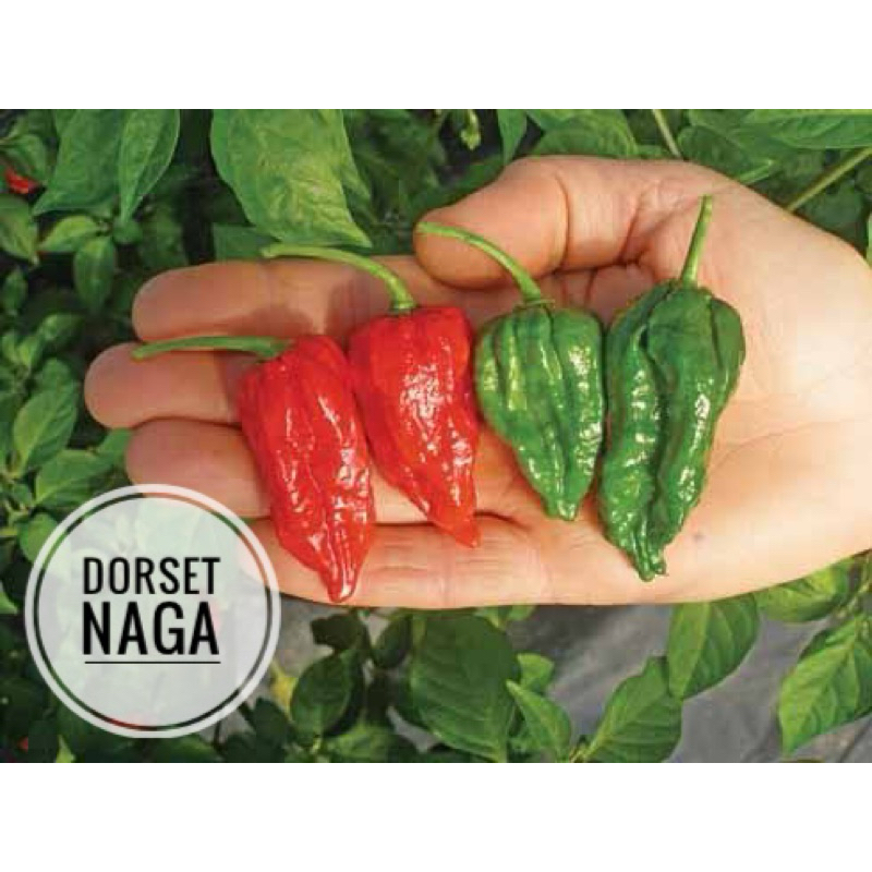 DORSET NAGA Pepper Seed | Shopee Philippines
