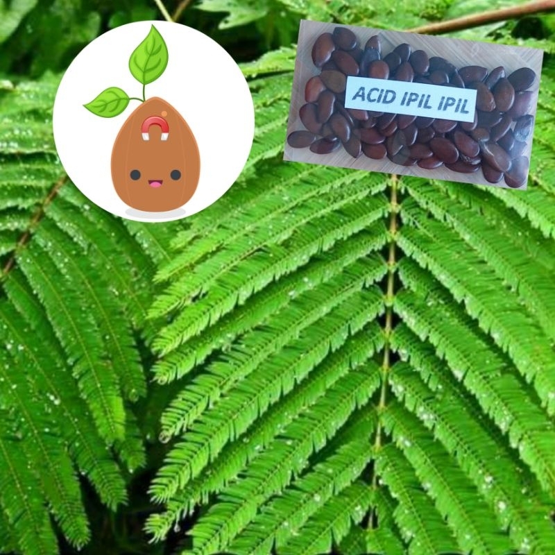 Acid Ipil Ipil Forage Grass Seeds Small Pack | Shopee Philippines