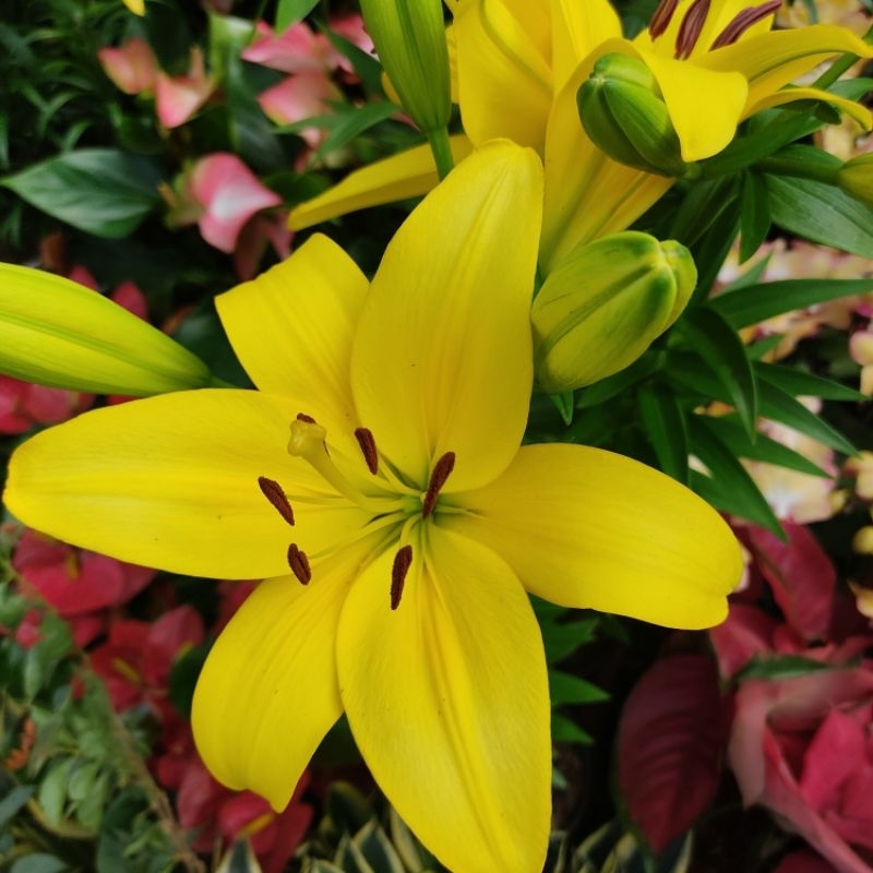 stargazer yellow flowers(Luzon area only) | Shopee Philippines