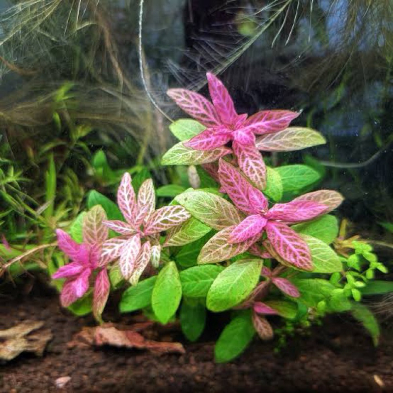 HYGROPHILA POLYSPERMA SUNSET (20 pcs stem cutting) midtech aquatic ...