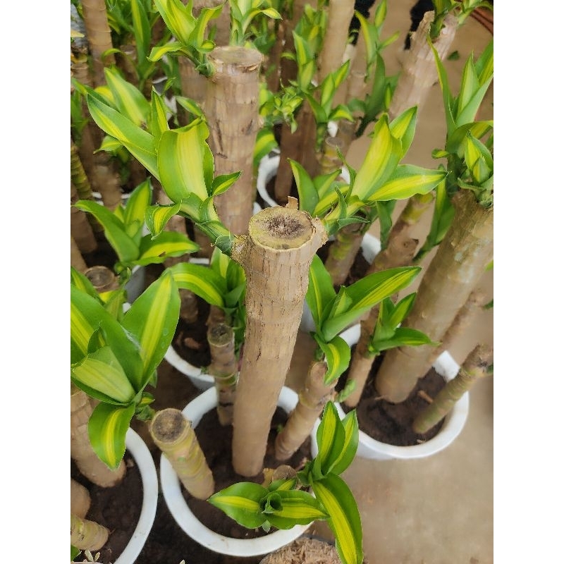 fortune plant big pot (indoor) | Shopee Philippines