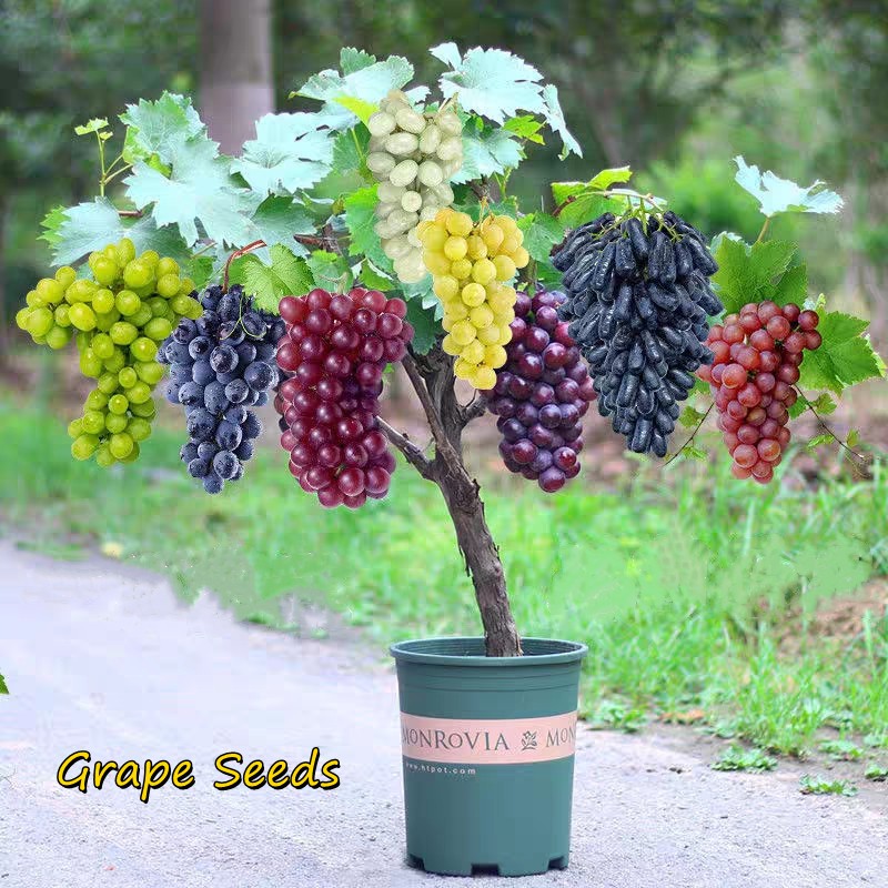 Grape Seeds for Planting（100pcs）Fruit Plants Seeds Bonsai Tree Seeds ...
