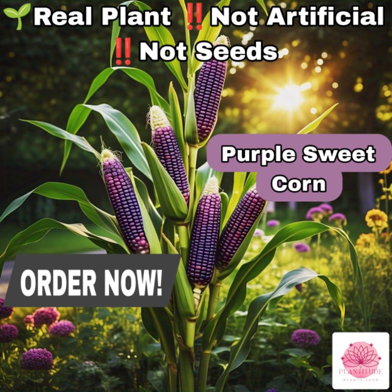 Purple Sweet Corn Seedling Plants Halaman Rooted May ugat, loam soil ...