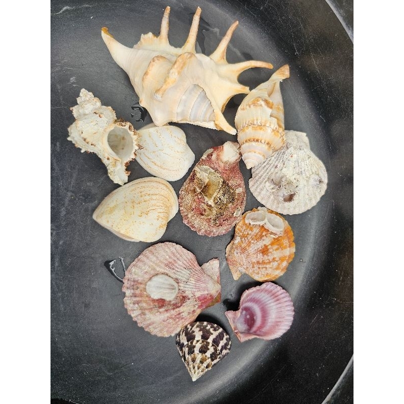 Mixed Shells for Aquarium Decoration 1kilo | Shopee Philippines