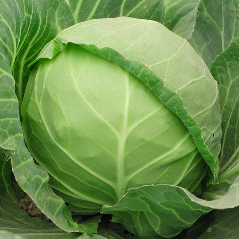 (150 SEEDS) REPOLYO/CABBAGE SEEDS/HYBRID/HIGH YIELD/EASY TO GROW ...