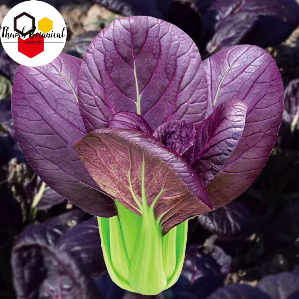 Purple Pechay Pak Choi Vegetable Seeds (500 seeds)-Purple PAKCHOI ...