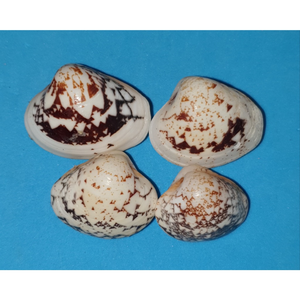 LIOCONCHA FASTIGIATA. 4 Pieces. | Shopee Philippines