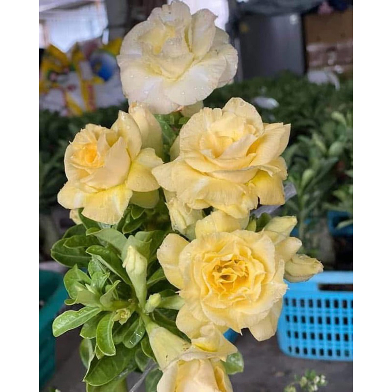 KKE Flower Garden 4+1 MIXED YELLOW ADENIUM TRIPLE PETALS Yellow Adenium ...