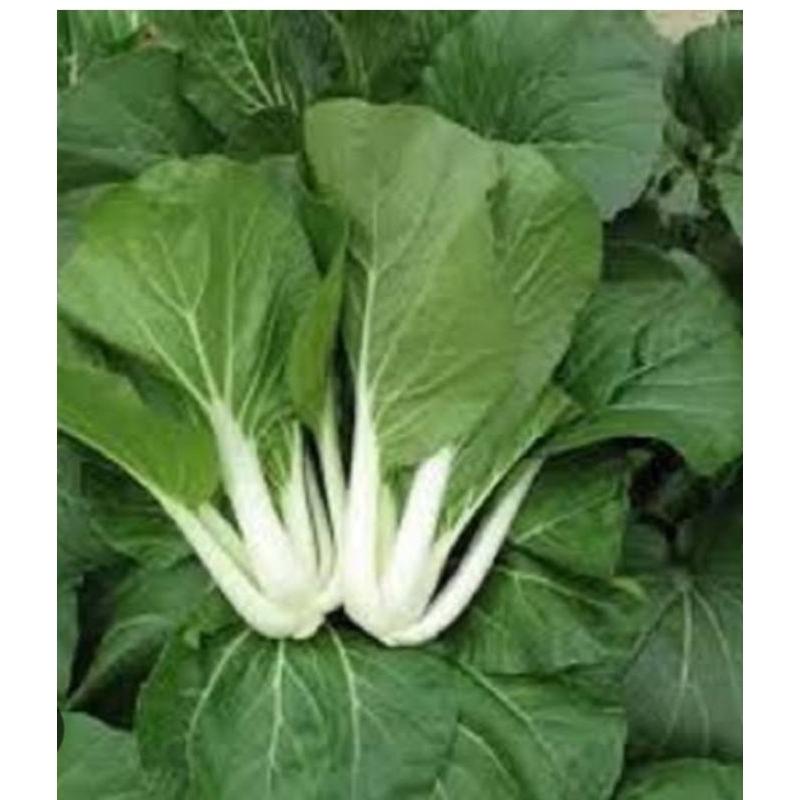 pechay seeds for planting 100 seeds | Shopee Philippines