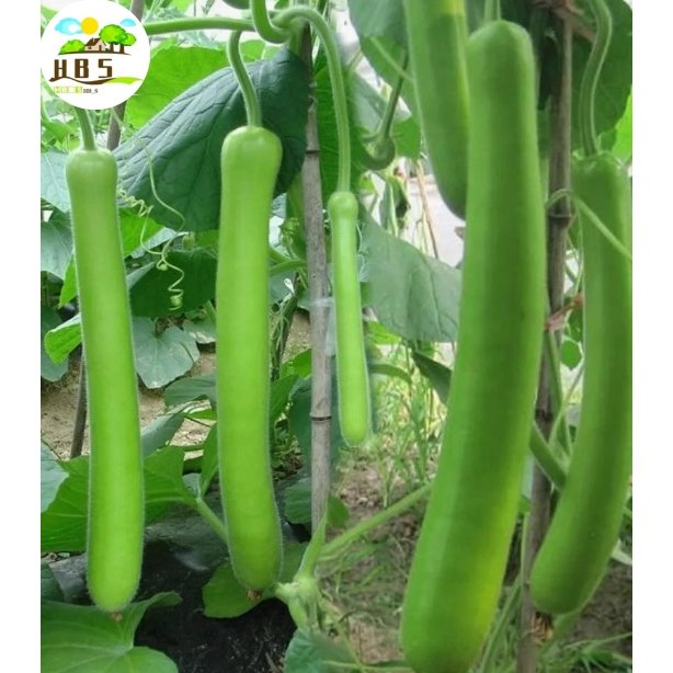 Long Bottle Gourd Seeds(25Seeds/Pack) - Giant Loofah Sponge Gourd UPO ...