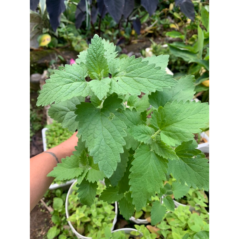 Catnip (nepeta cataria variety) | Shopee Philippines