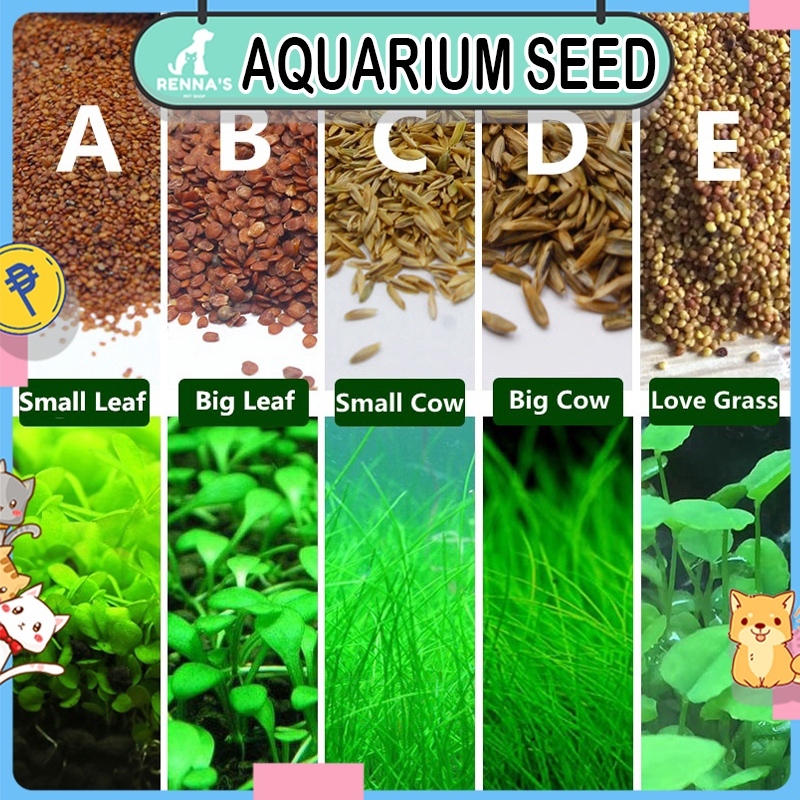 Renna's 5g Aquarium Water Plant Seed Glossostigma Hemianthus Easy ...