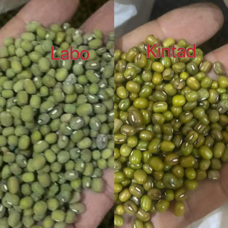 Munggo La bo/ kintab 1kg 500g 250g | Shopee Philippines