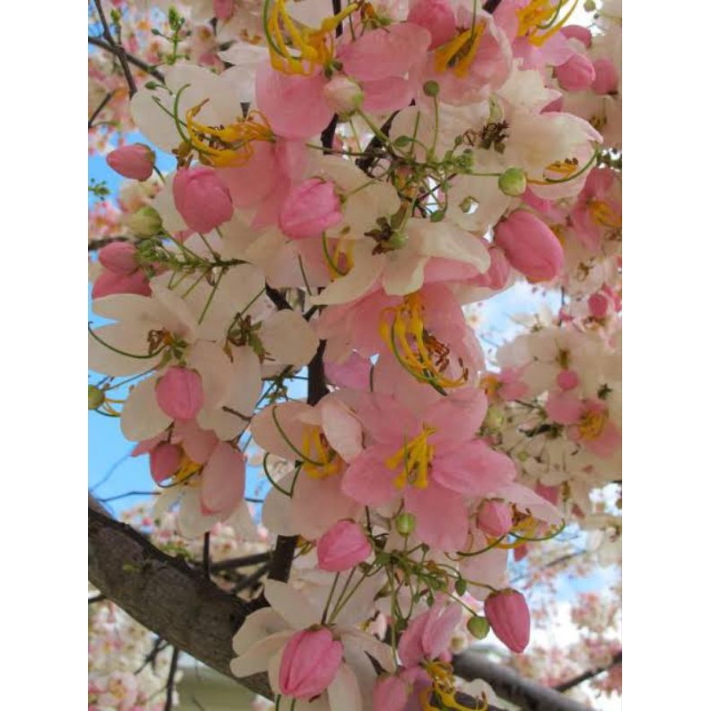 Palawan Cherry Blossom Seedling Plant Good Luck Prosperity Tree ...