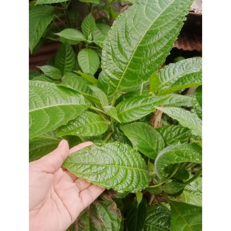 MADRE DE AGUA ROOTED CUTTINGS 3+1 FREE ORDER PAGKAIN NG MGA ALAGANG ...