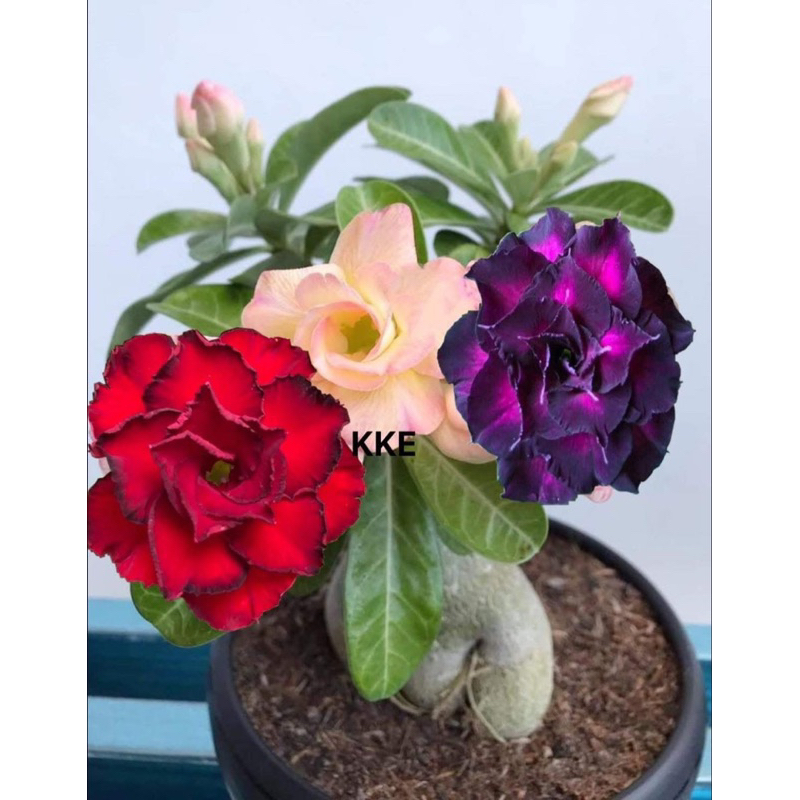 3IN1 = (3 VARIETIES IN ONE ADENIUM) TRIPLE PETALS GRAFTED ADENIUM | Shopee Philippines