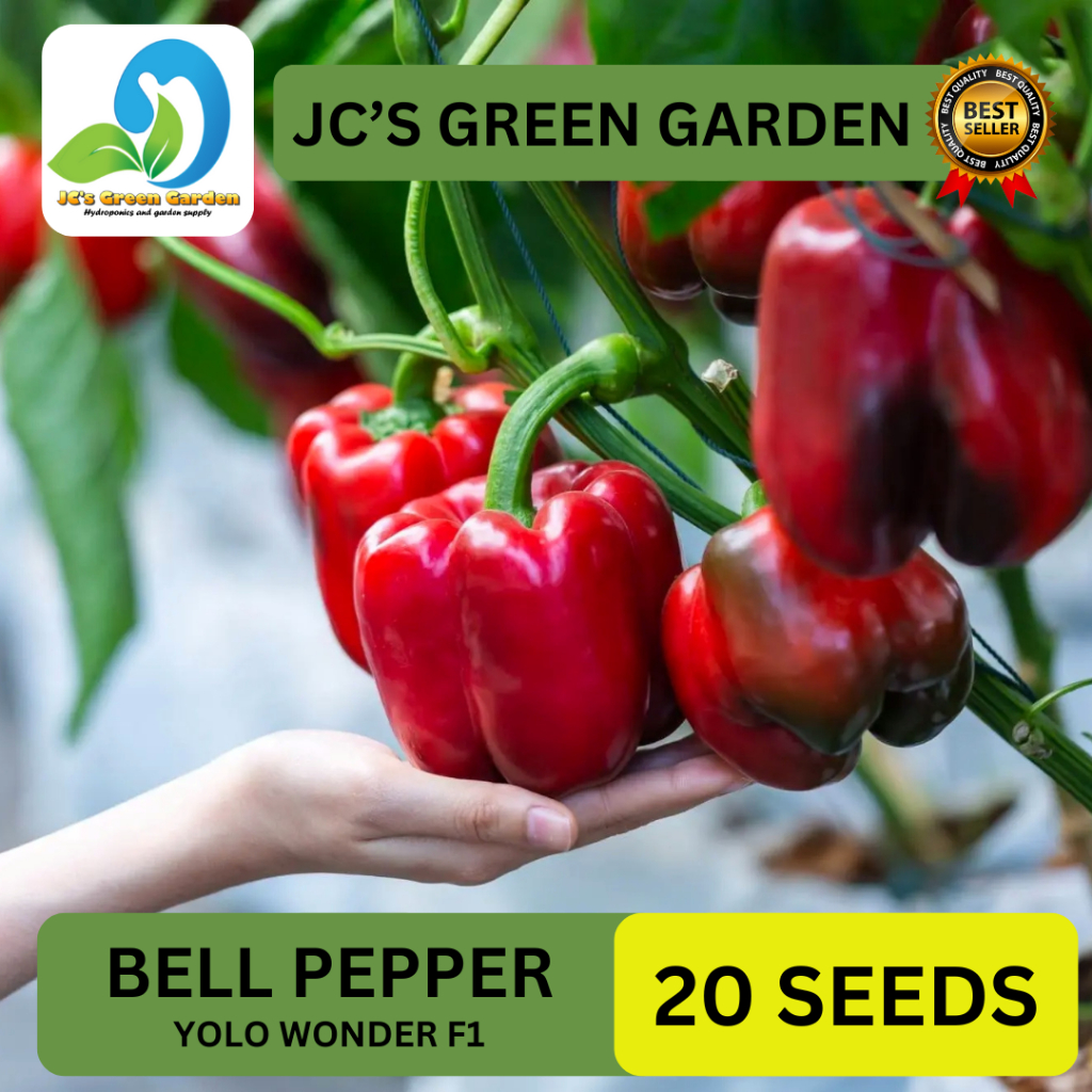 VALUE PACK (20 SEEDS) HYBRID BELL PEPPER/YOLO WONDER F1/HIGH YIELDING ...