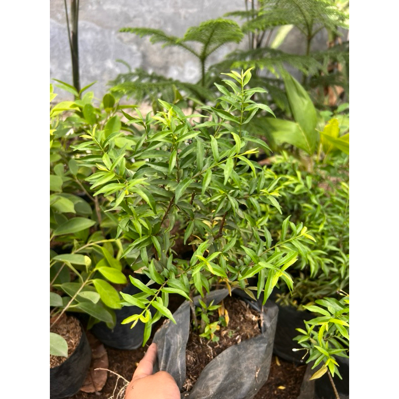 Green Dwarf Japanese Suamei or Water Jasmine | Shopee Philippines