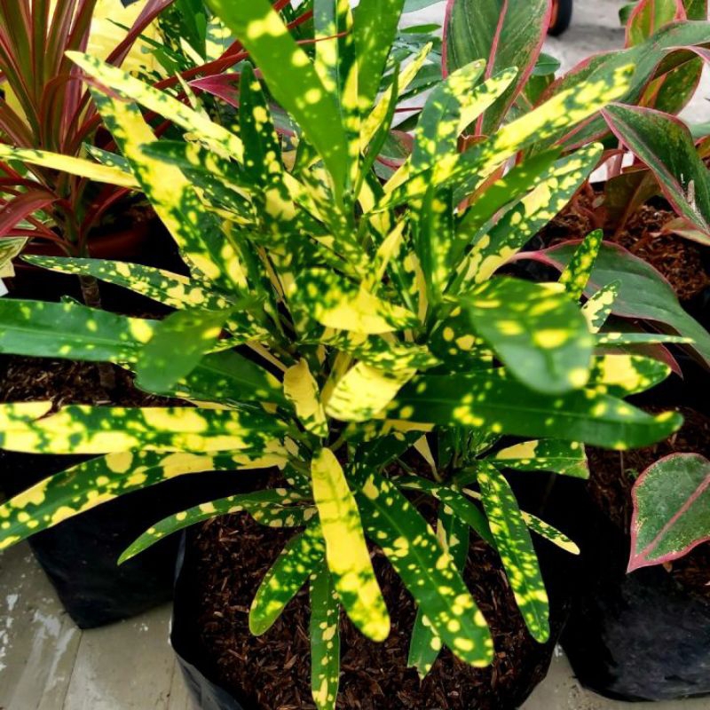 San Francisco Plant or SAGILALA or Croton for sale in cuttings only ...