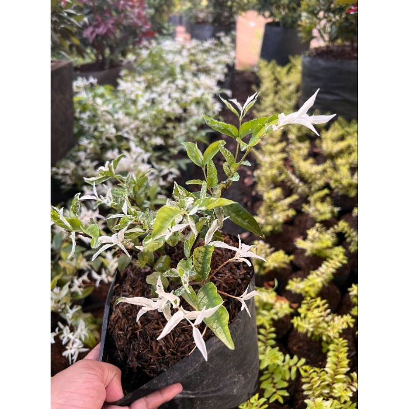 Variegated Suamei Live Plant | Shopee Philippines