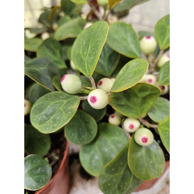 Mistletoe Fig (Ficus Deltoidea) | Shopee Philippines